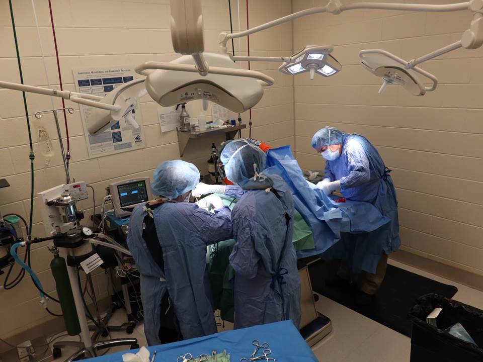 These surgeons saved a dog whose nose and ears were cut off — for free ...