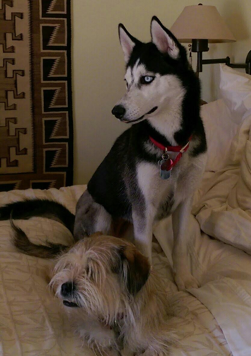 Rescue Story: Sophie the Husky – DoggoPupper