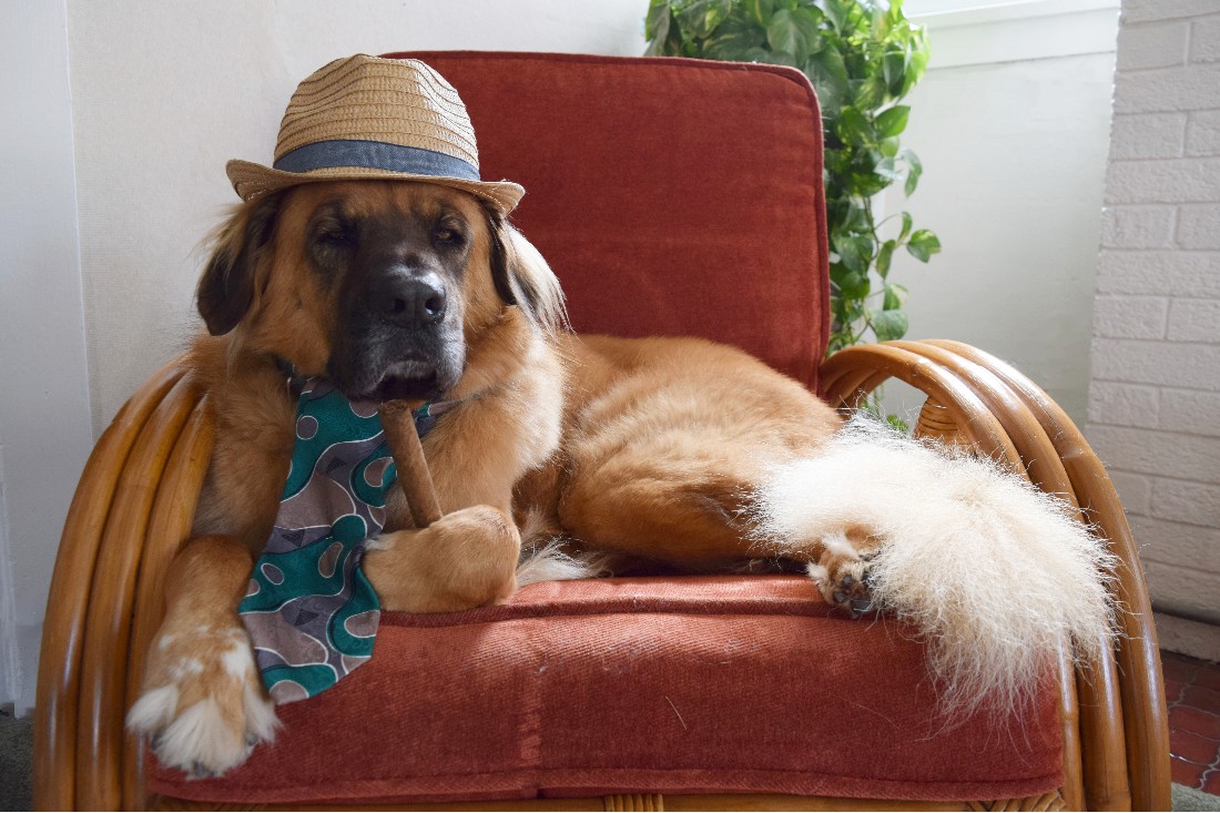 Rescue Story: Bryce – DoggoPupper